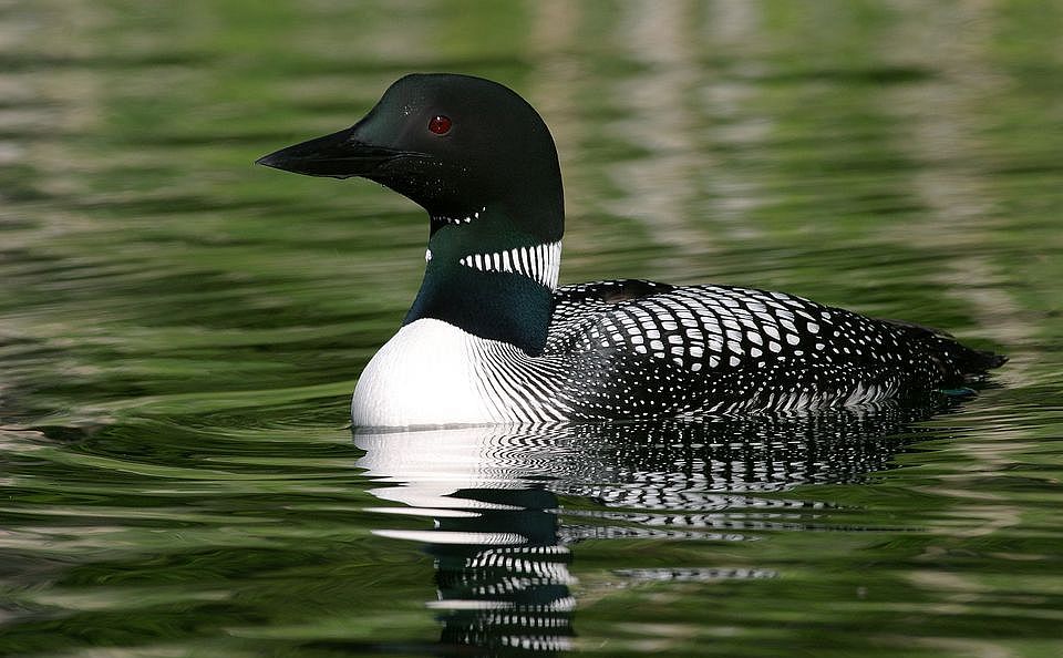 LEARN! Loon Reintroduction in Western Mass - BNRC