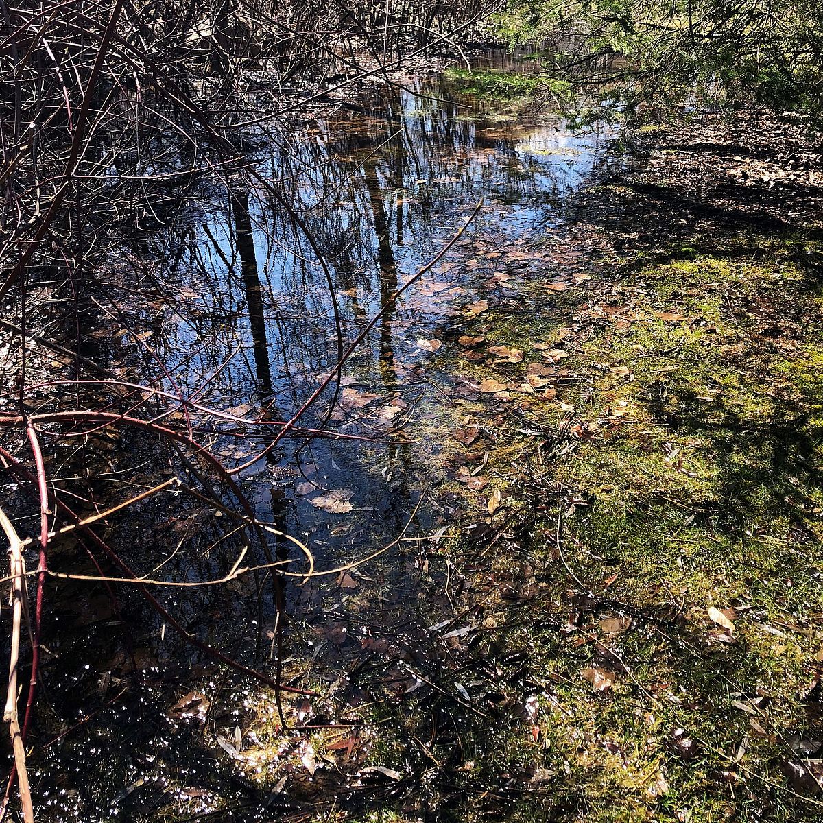 Vernal Pool or Puddle? - BNRC