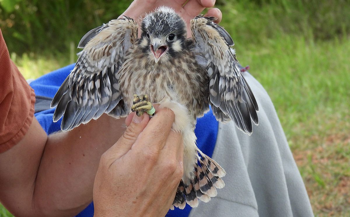 Pop-Up Kestrel Banding! - BNRC