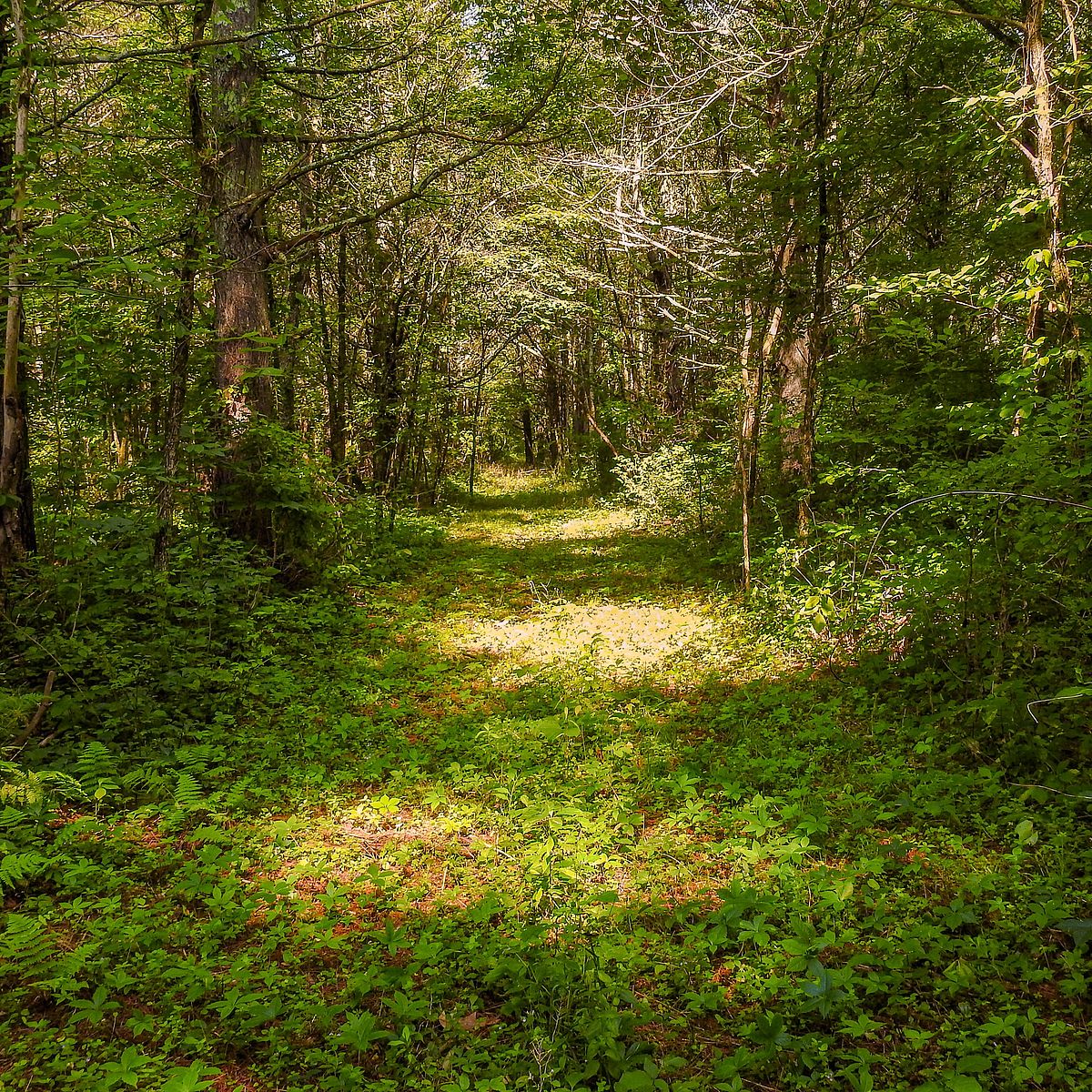 Mapping the Future of Berkshire Conservation - BNRC