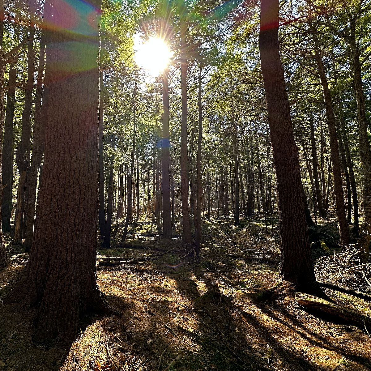 BNRC Protects 109 Acres in Tyringham - BNRC