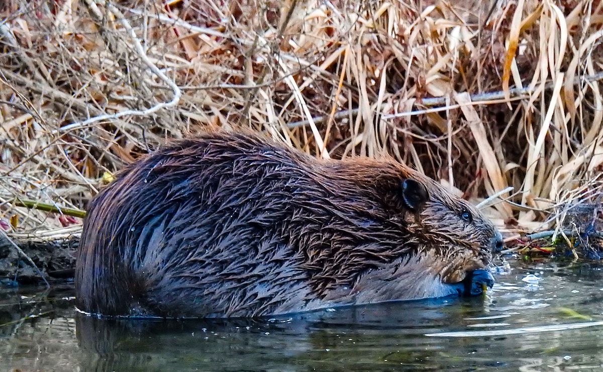 LEARN! All About Beavers - BNRC