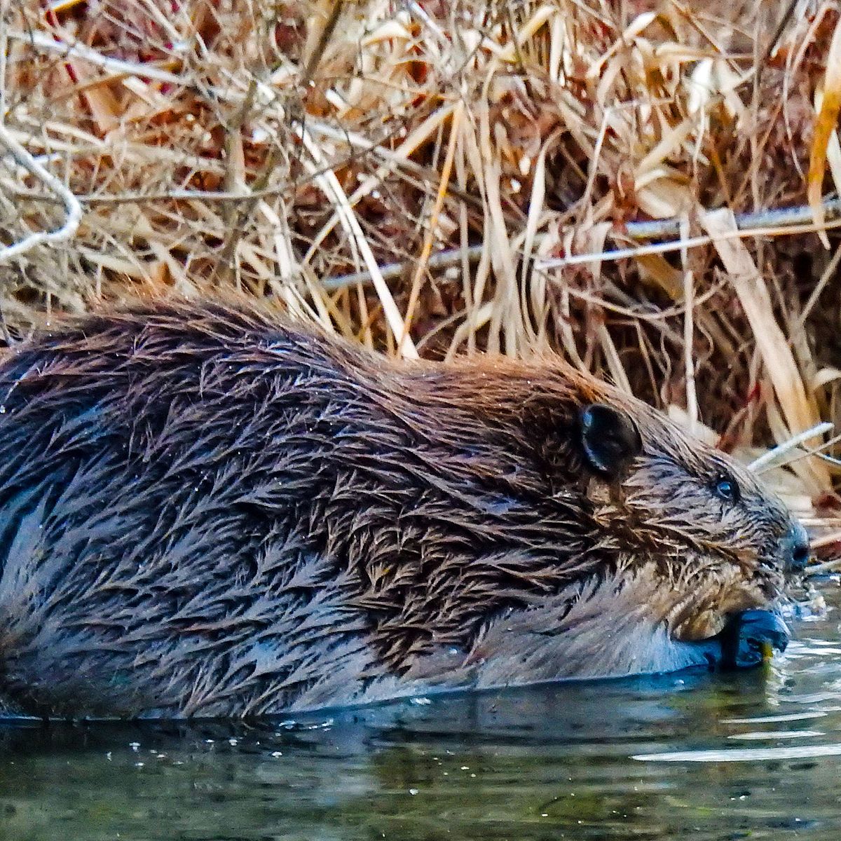 All About Beavers - BNRC