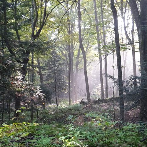 Conserving and caring for the Berkshire landscape - BNRC - BNRC